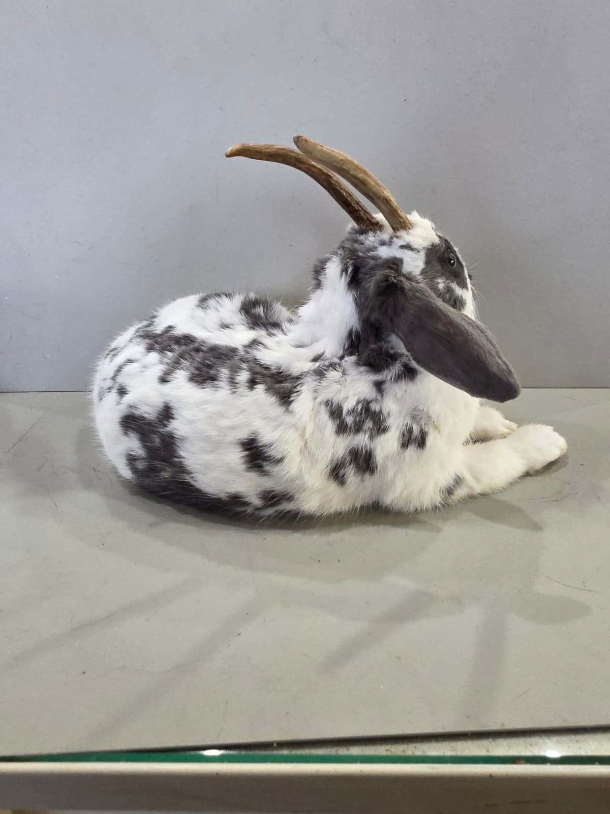 Fhcm97 - Full Body Jackalope Taxidermy Whimsical Display