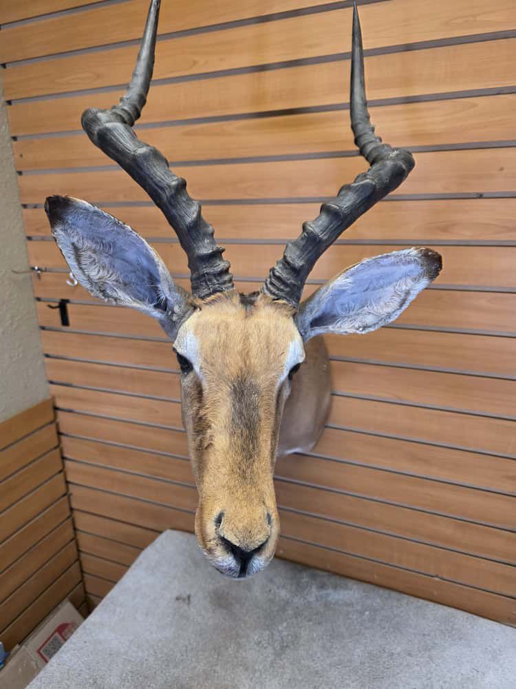 JTV288 - Impala Head Taxidermy Mount