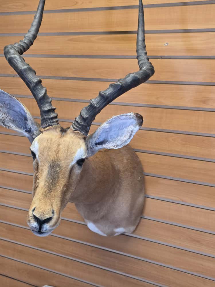 JTV288 - Impala Head Taxidermy Mount