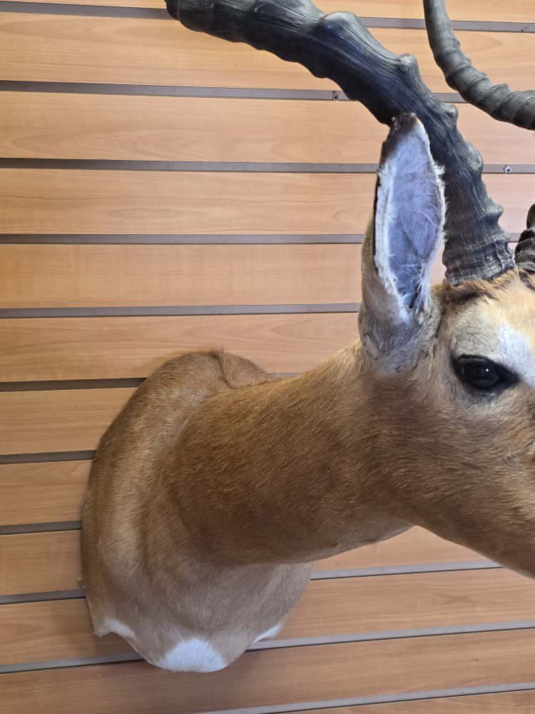 JTV288 - Impala Head Taxidermy Mount