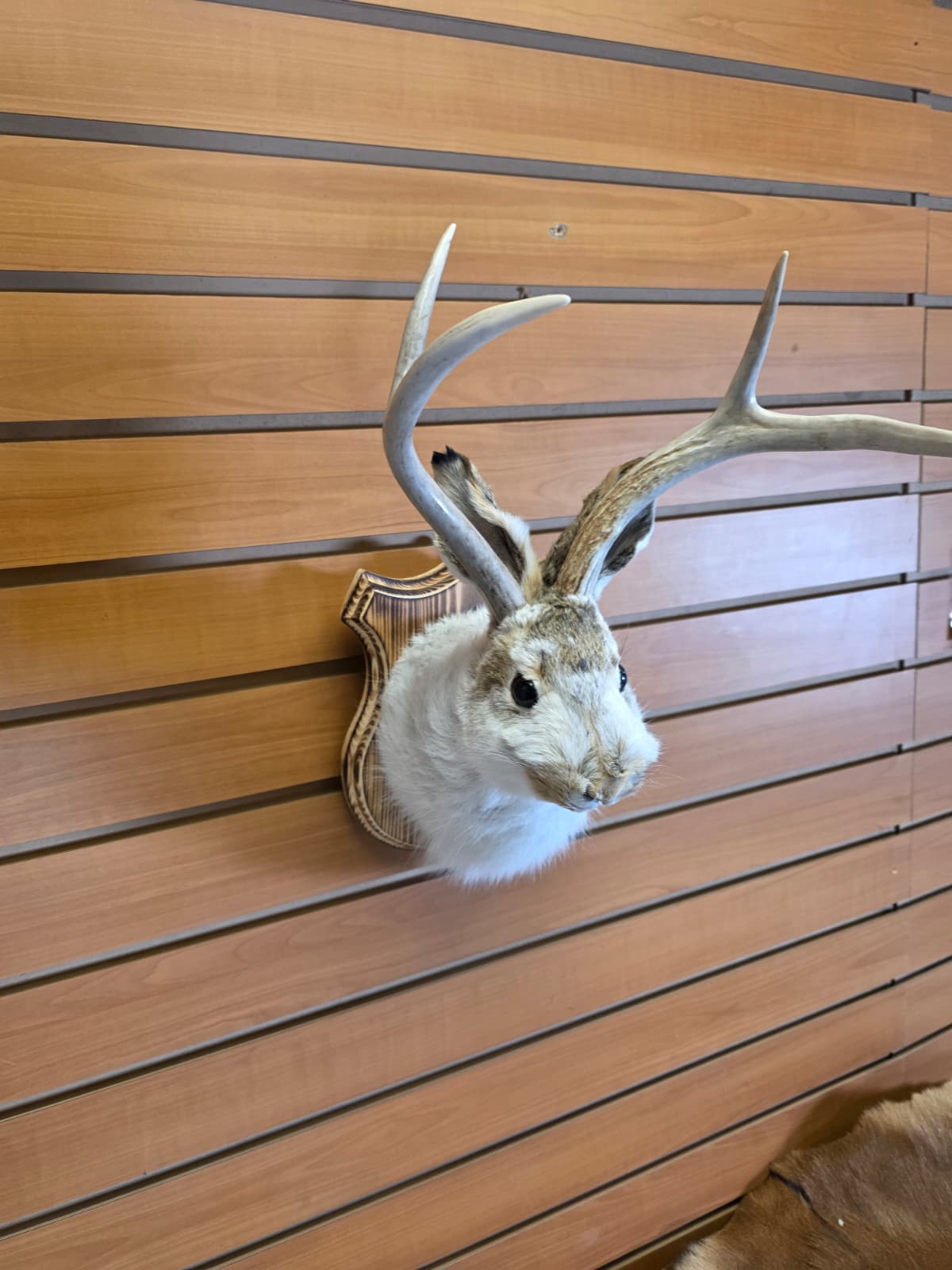 FHJK15 - Jackalope Head Taxidermy Mount