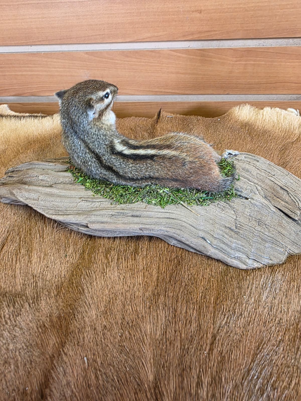 FHCK114 - Chipmunk Taxidermy Mount