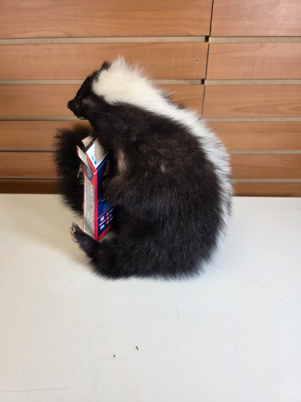 KMSK43 - Full-Body Skunk Taxidermy Mount