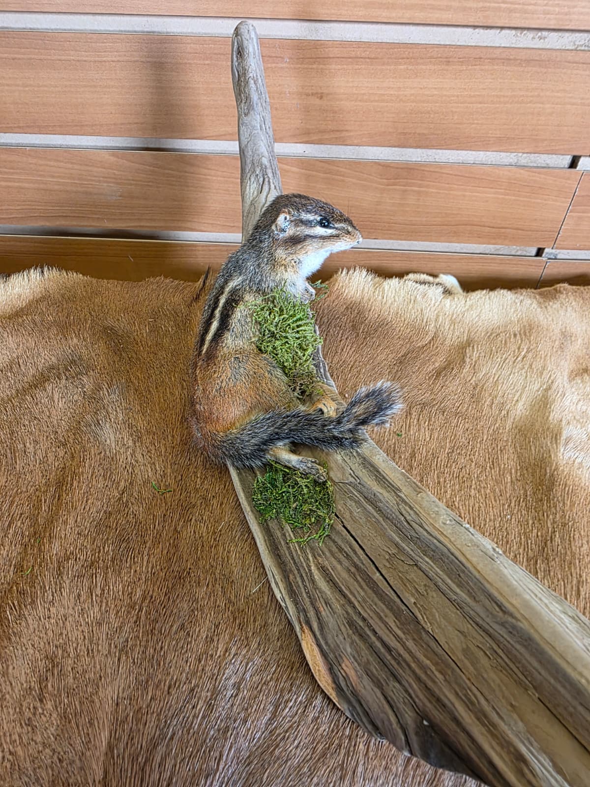 FHCK78 - Chipmunk Taxidermy Mount