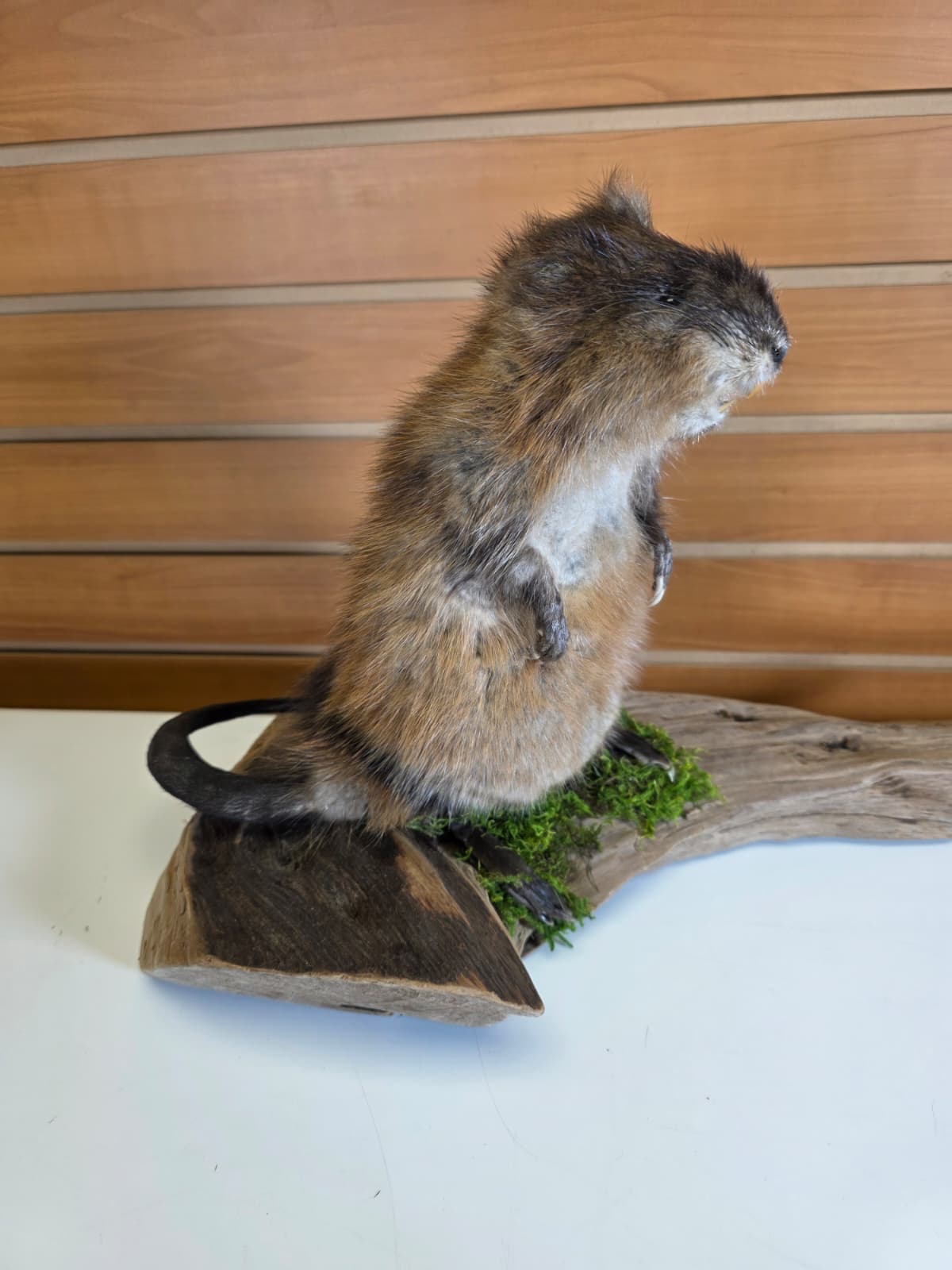 FHCK59 - Muskrat Taxidermy Mount