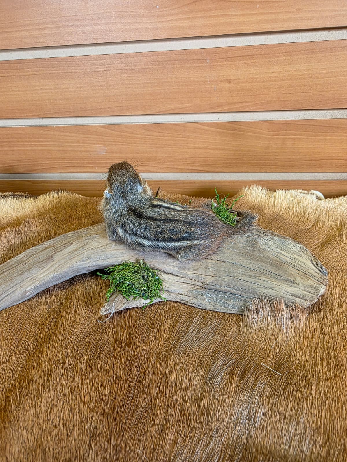 FHCK76 - Chipmunk Taxidermy Mount