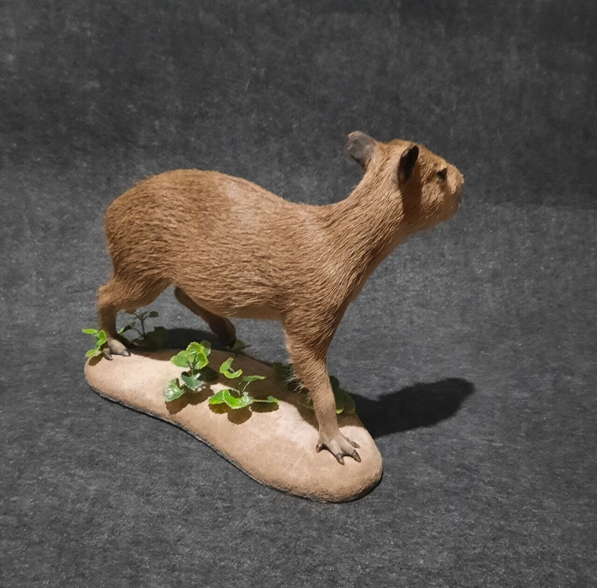 Capybara Full Body Mount Taxidermy – buffalo shop