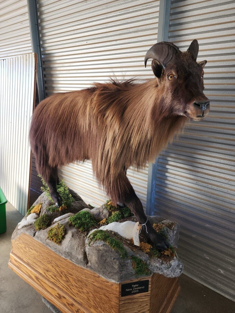New Zealand Tahr Full Body Taxidermy Mount – buffalo shop