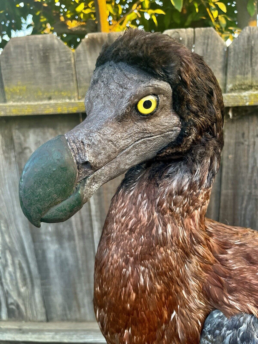 Reproduction Dodo Taxidermy Full Body Mount – buffalo shop