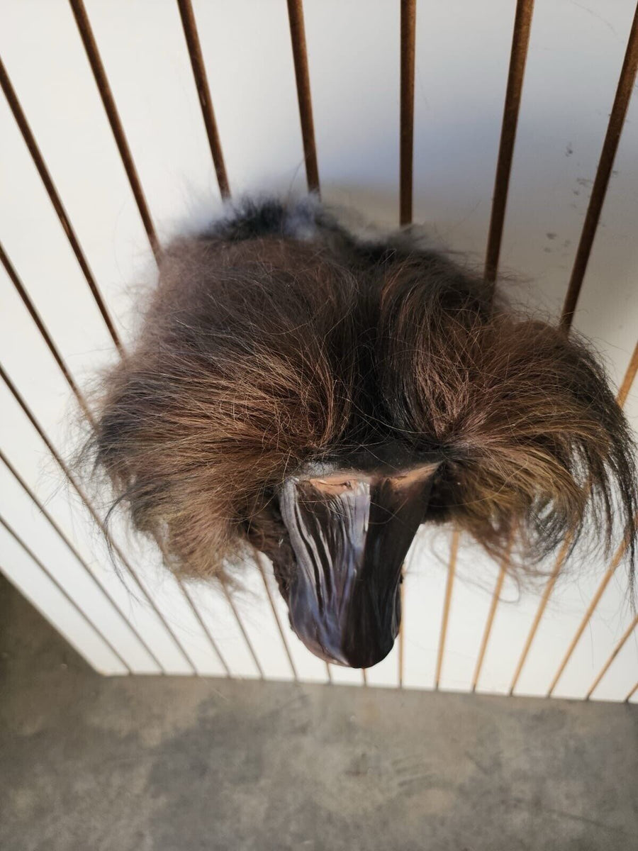 Reproduction Baboon Shoulder Mount Taxidermy – buffalo shop