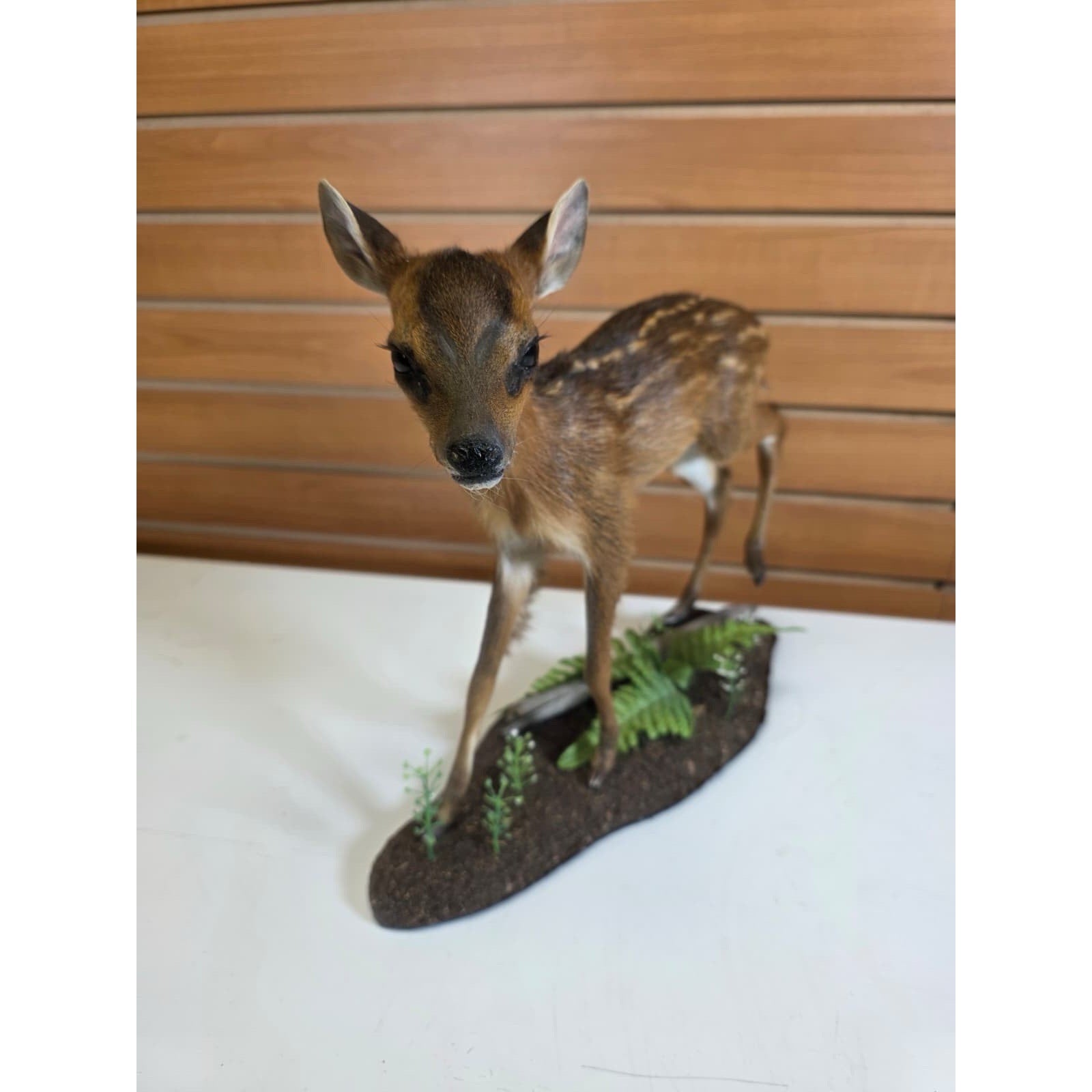 FHB16 - Baby Indian Muntjac (Muntiacus Muntjak) Taxidermy Mount