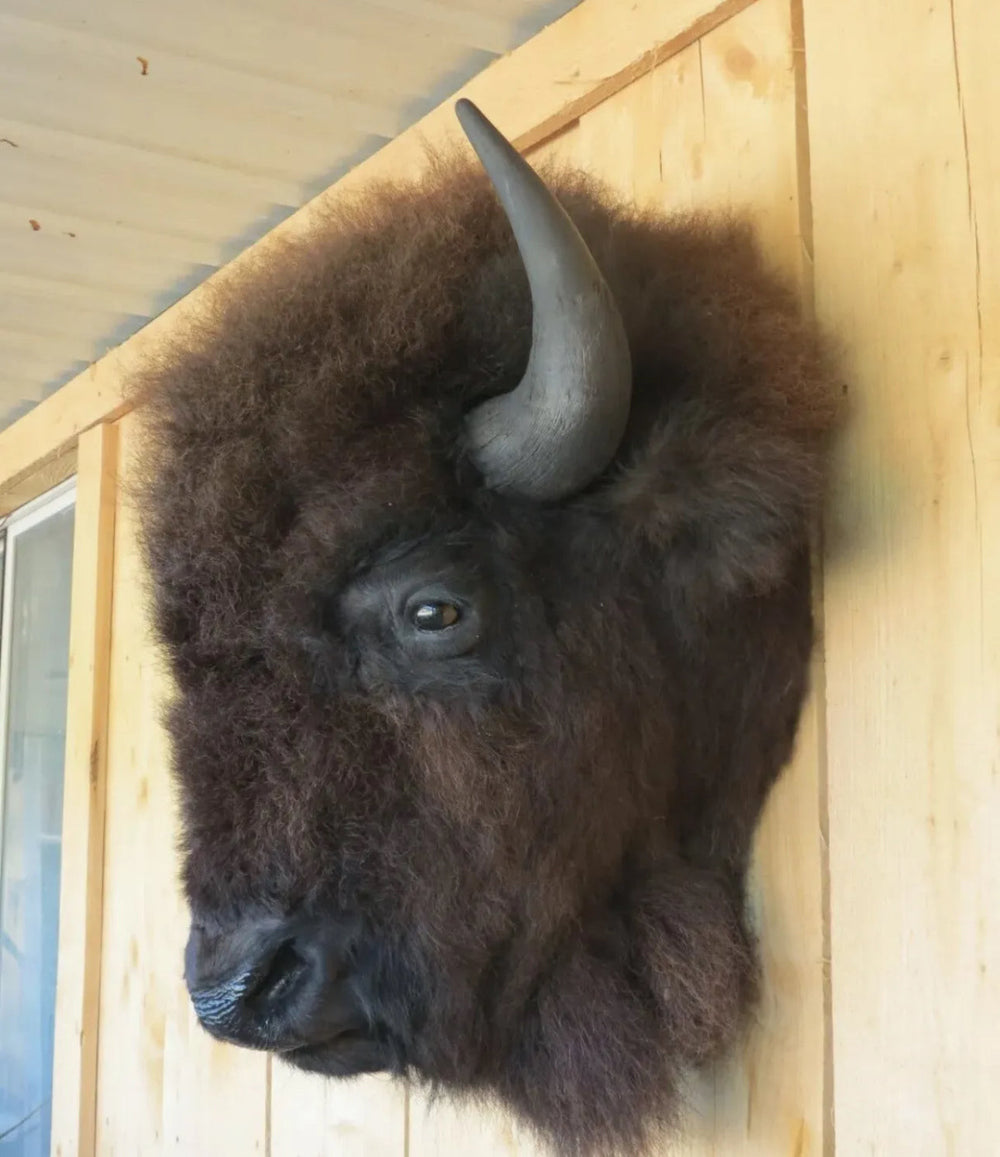 Real Buffalo / Bison neck Head Taxidermy Mount New
