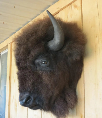 Real Buffalo / Bison neck Head Taxidermy Mount New