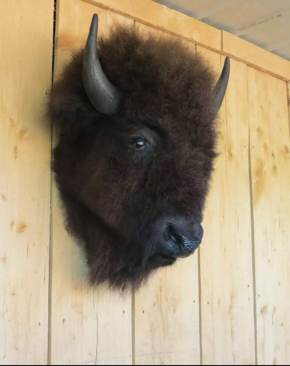 Real Buffalo / Bison neck Head Taxidermy Mount New