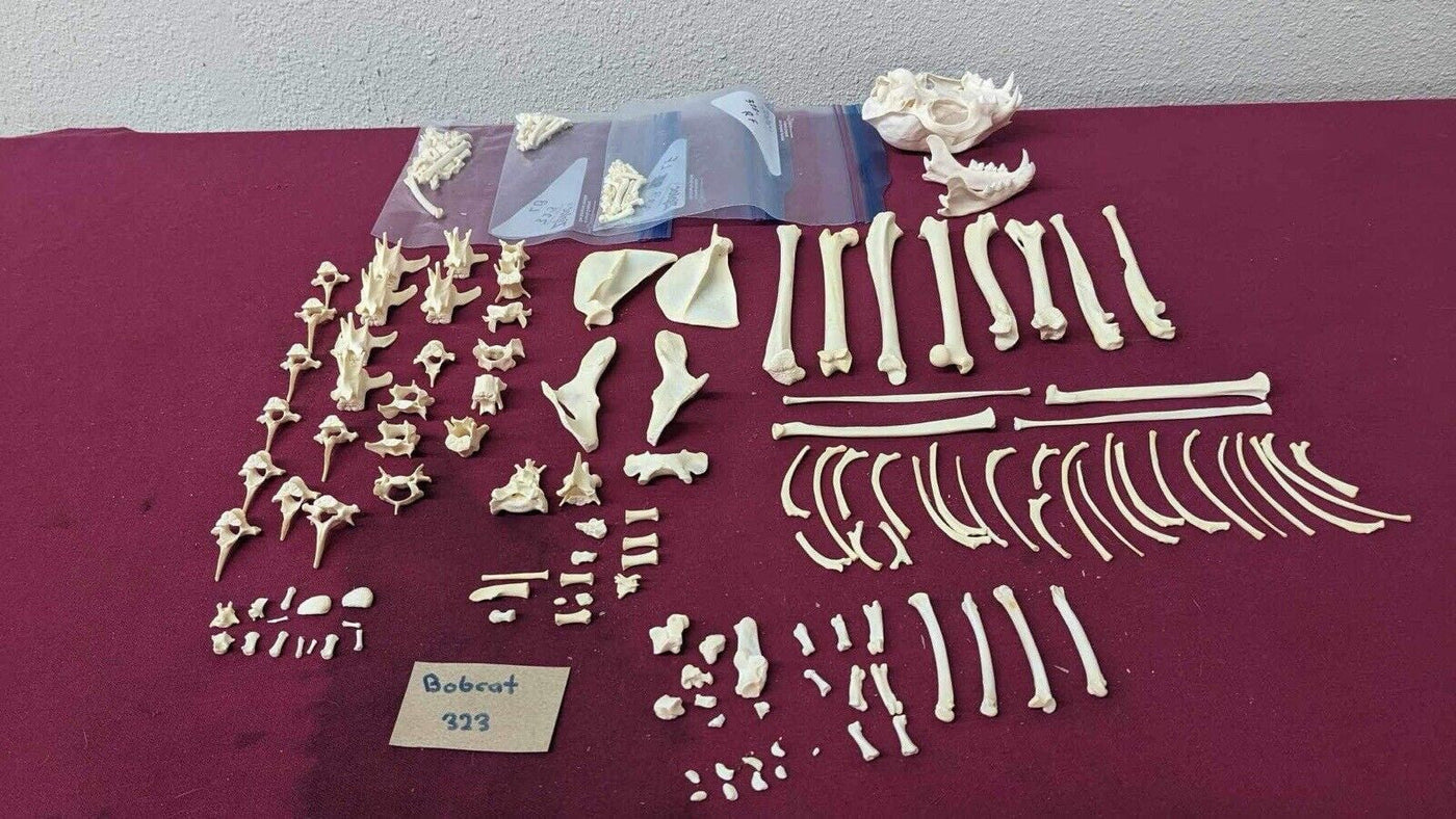 Full Bobcat Real Taxidermy Skeleton Professionally Cleaned For Articul