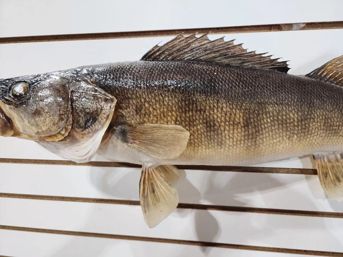Beautiful Real Skin Walleye 29” Taxidermy Wall Mount Art Wildlife ...