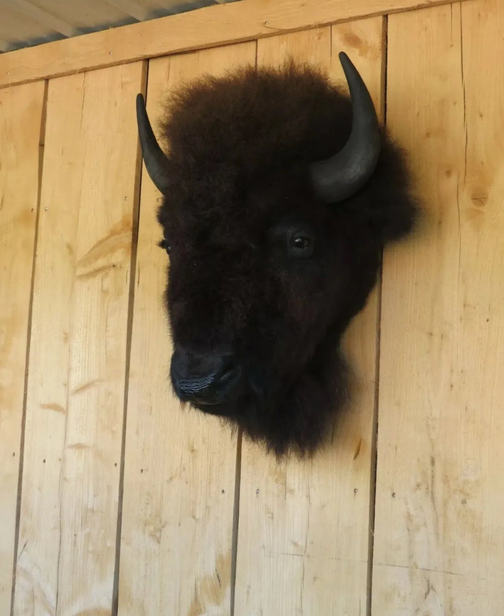 Real Buffalo / Bison neck Head Taxidermy Mount New