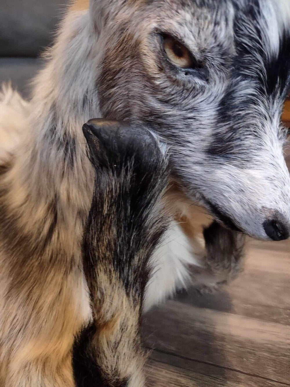 Real Beautiful Billy Goat Taxidermy Mount