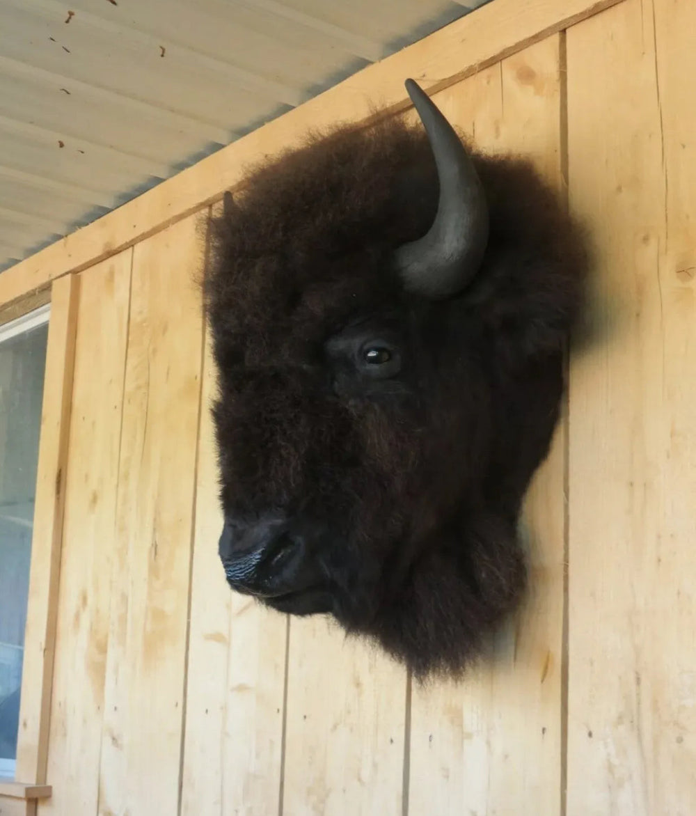 Real Buffalo / Bison neck Head Taxidermy Mount New